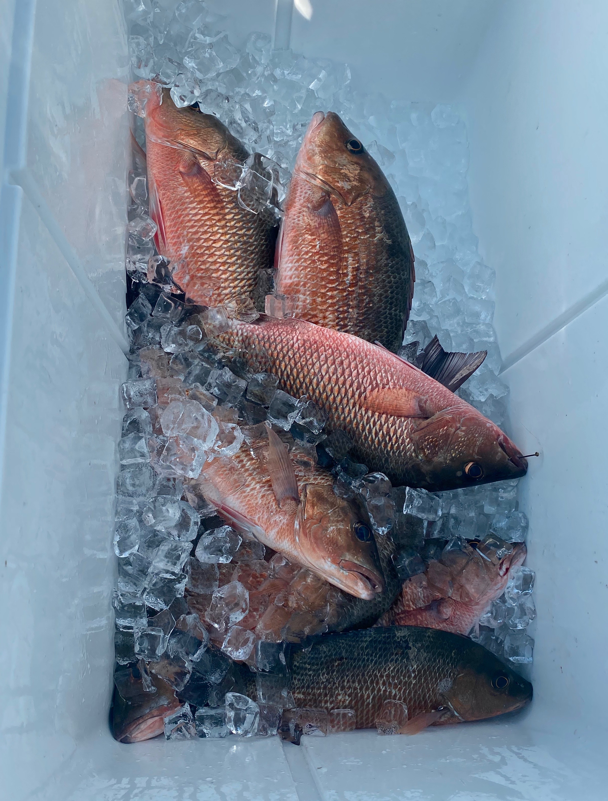 Florida Gulf Coast Red Snapper with Citrus Sauce - Pine & Palm Kitchen
